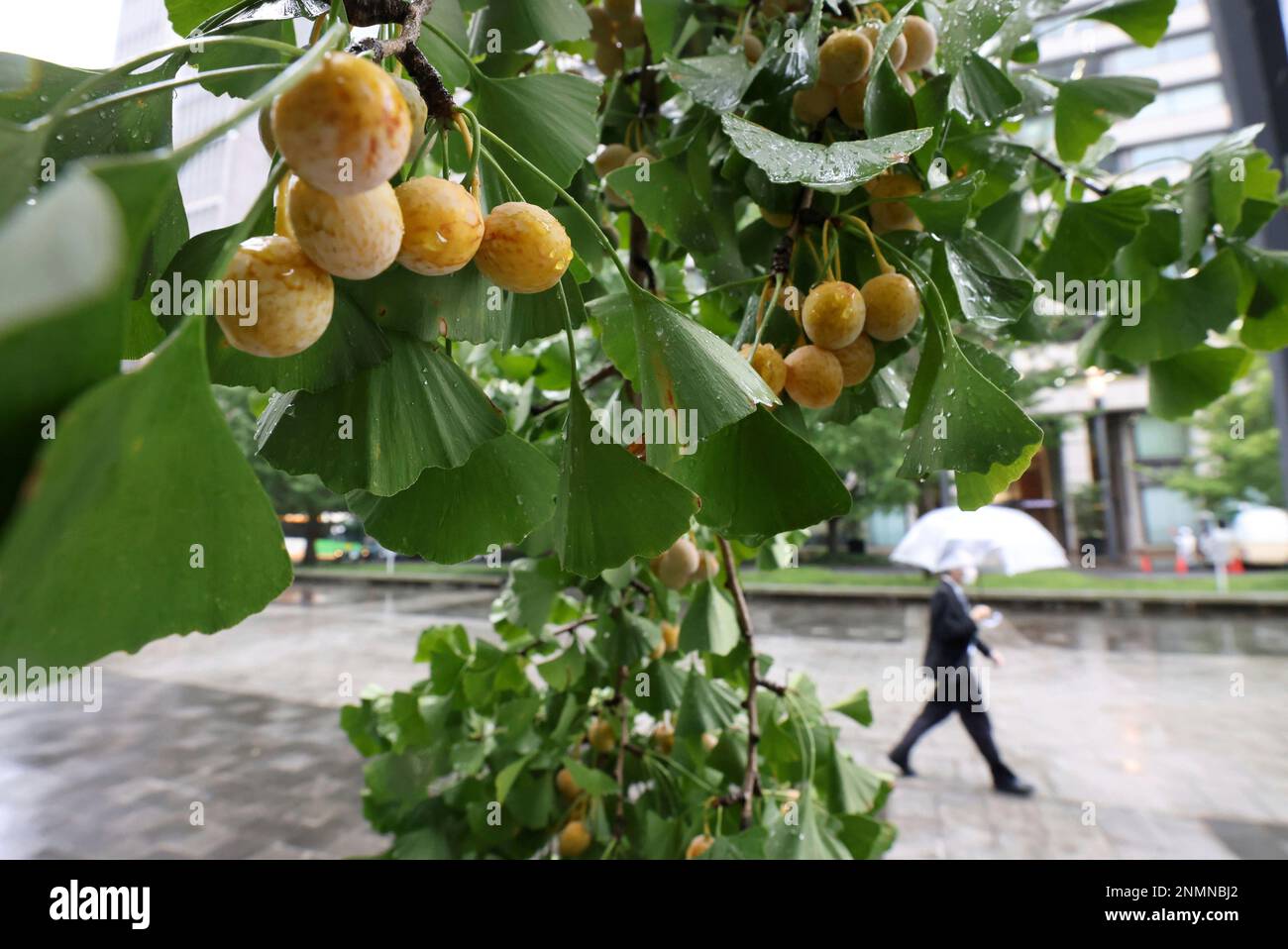 The ginkgo seeds are turning yellow along Gyoko-dori Avenue, which ...