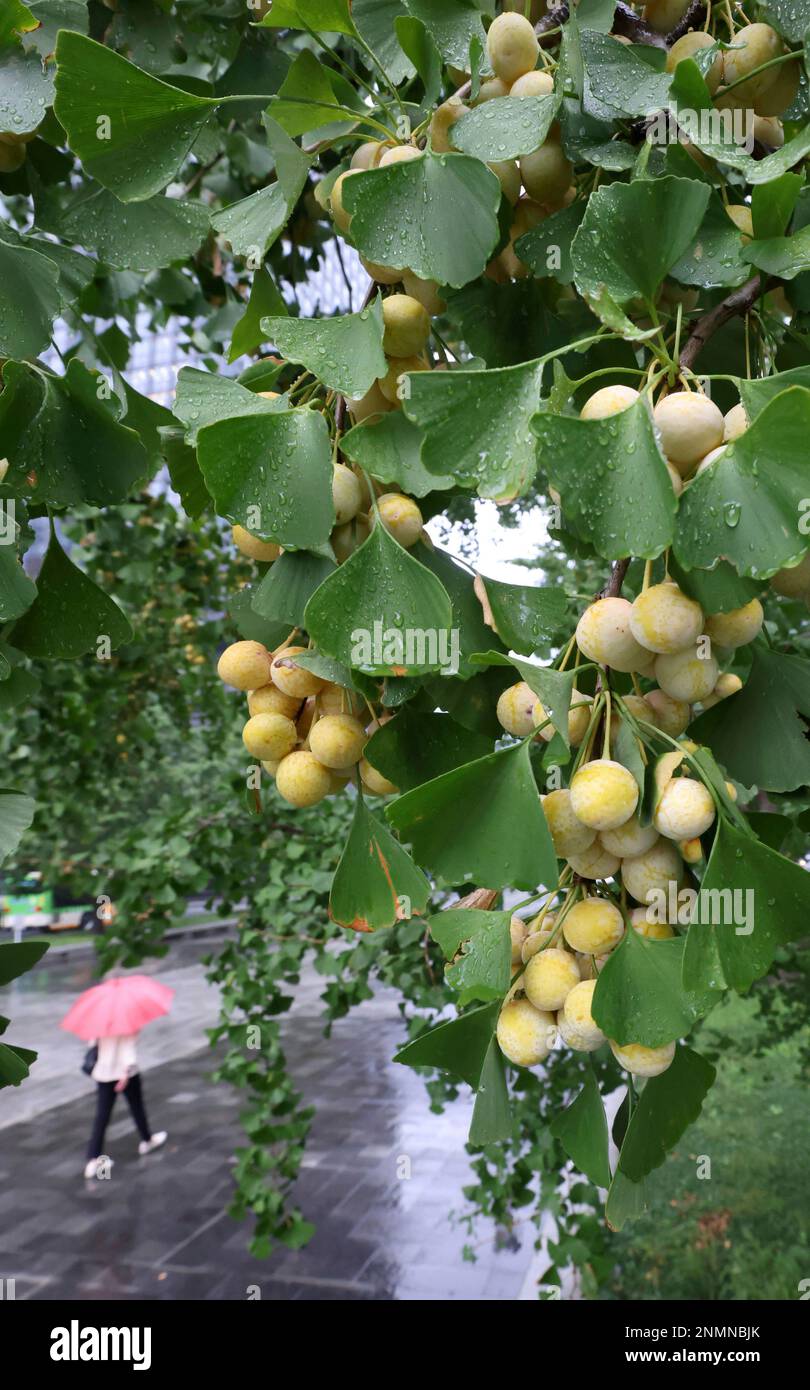 The ginkgo seeds are turning yellow along Gyoko-dori Avenue, which ...