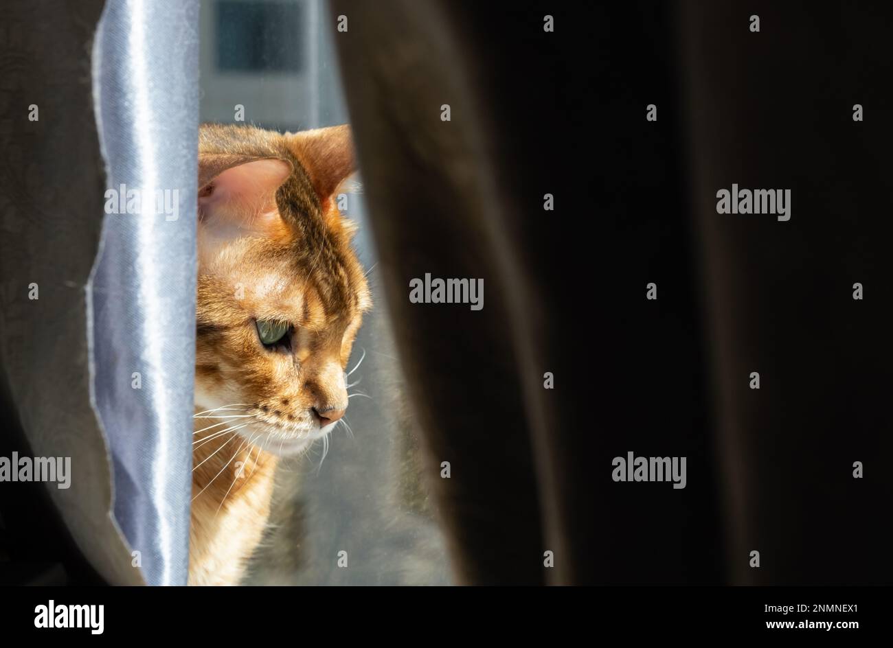 Cat look out of window sitting behind curtains Stock Photo - Alamy