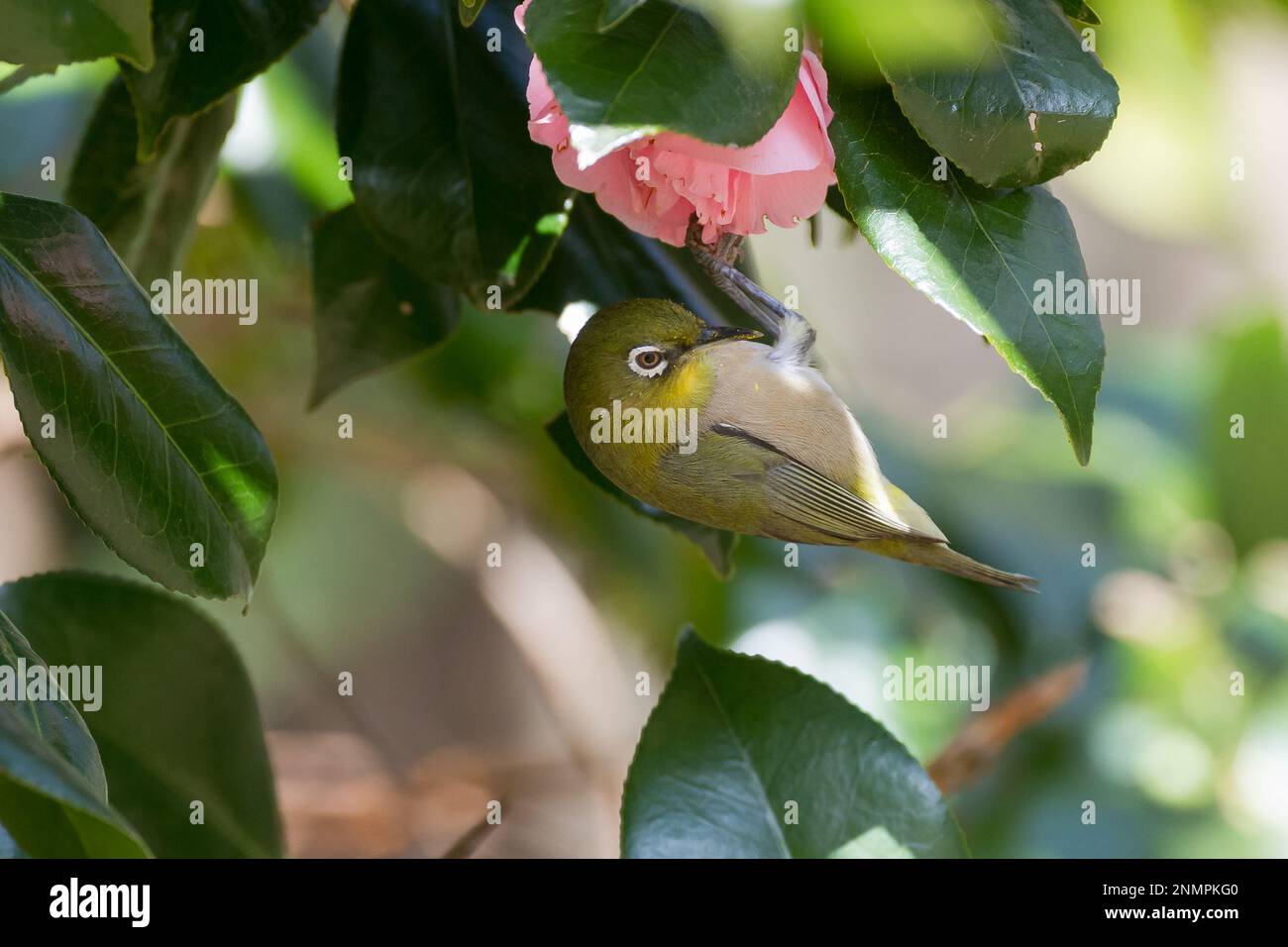 A Japanese white-eye bird (Zosterops japonicus) feeding on flowers in a ...
