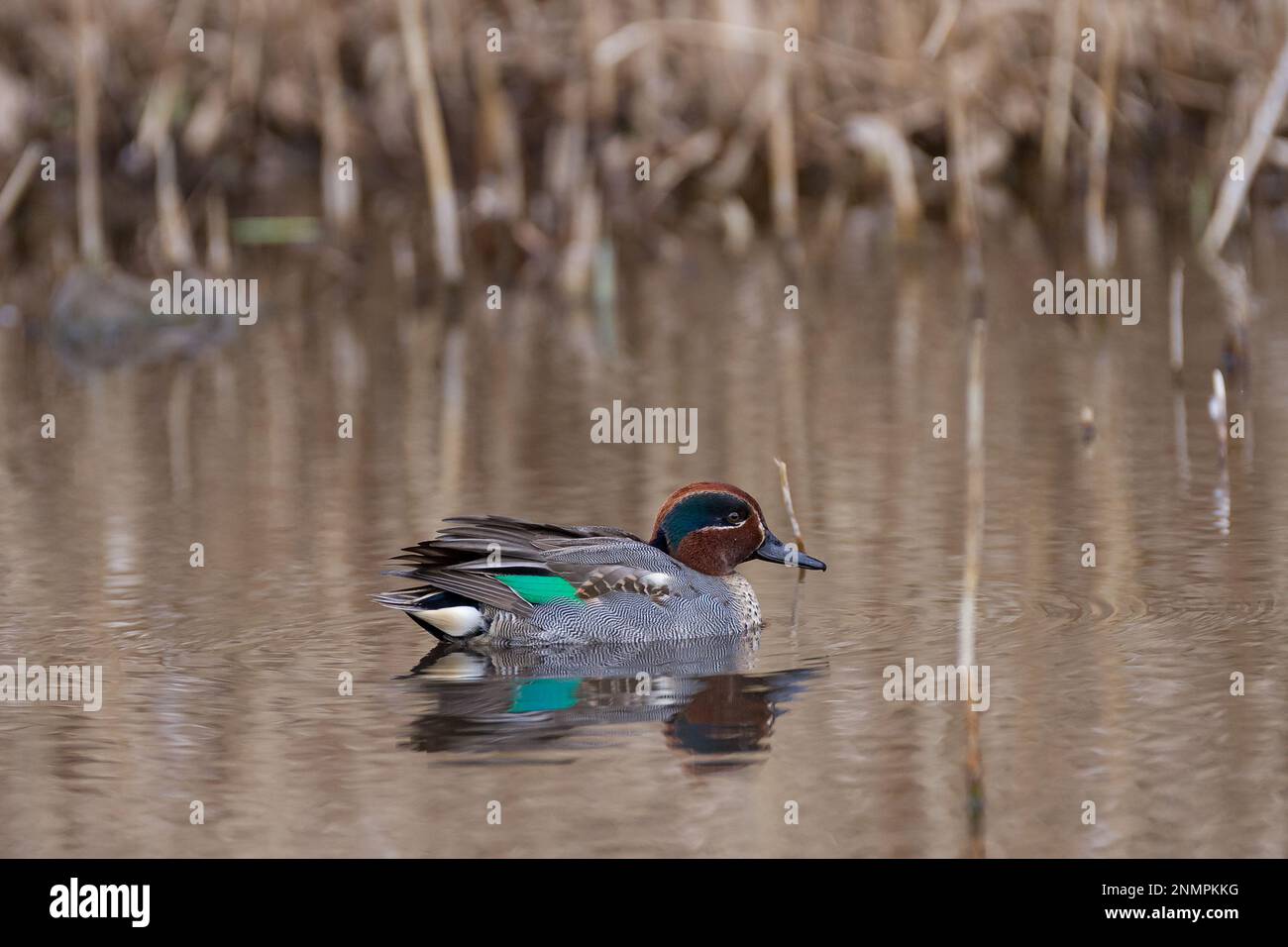 A Eurasian teal duck Anas crecca) in a lake in a park in Kanagawa ...