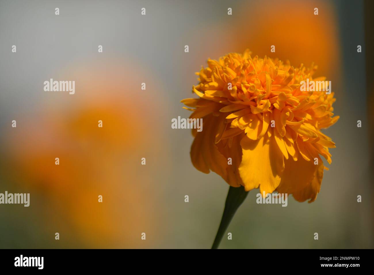 Beauty in simplicity Stock Photo - Alamy