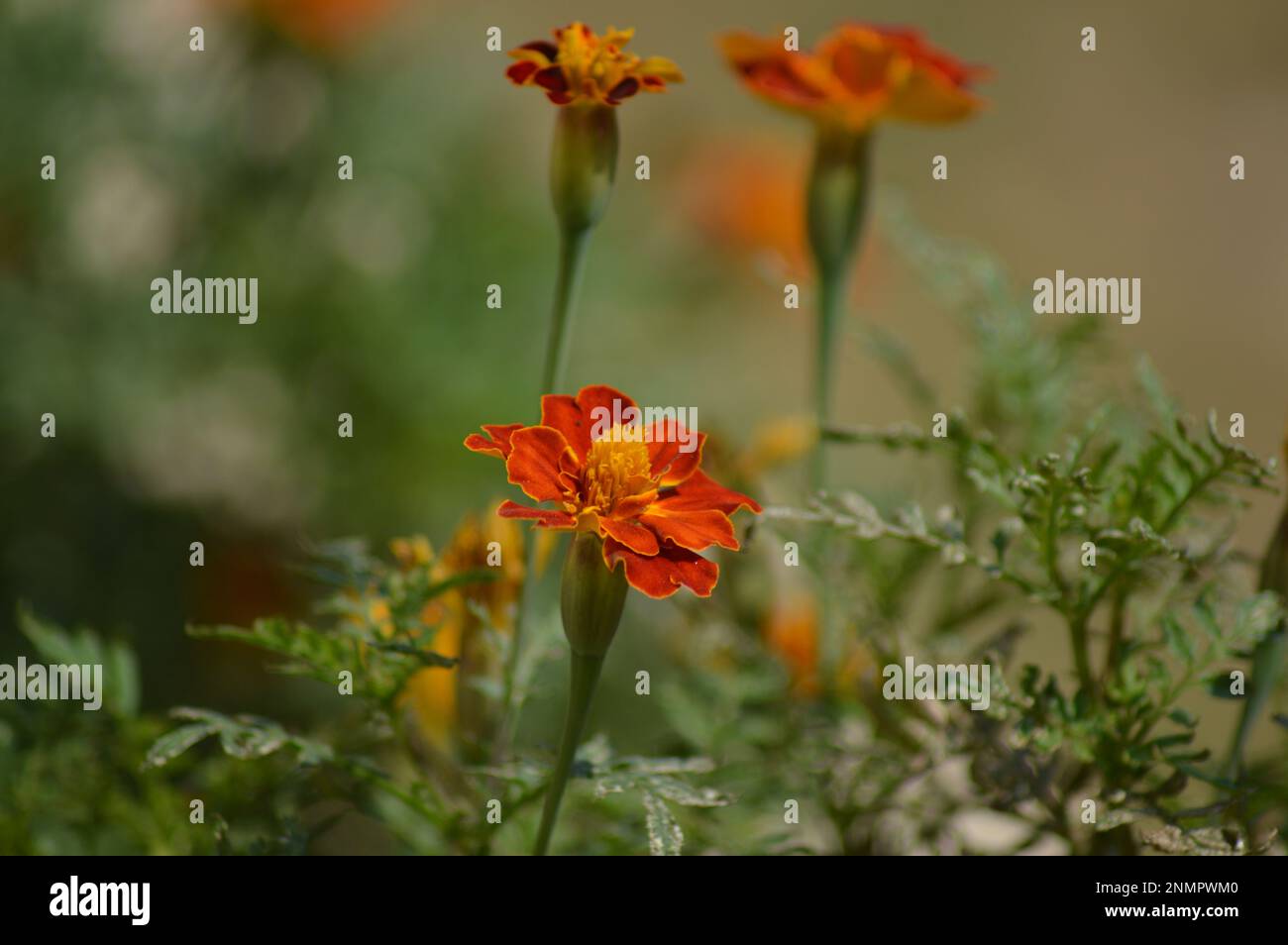 Dekstopbackground hi-res stock photography and images - Alamy