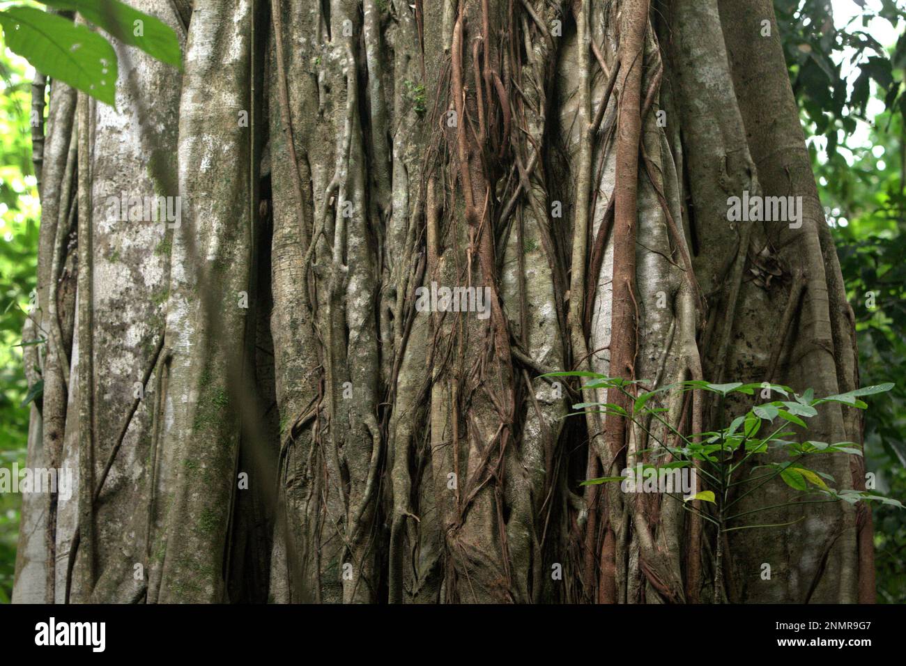 Strangler Fig Fruit
