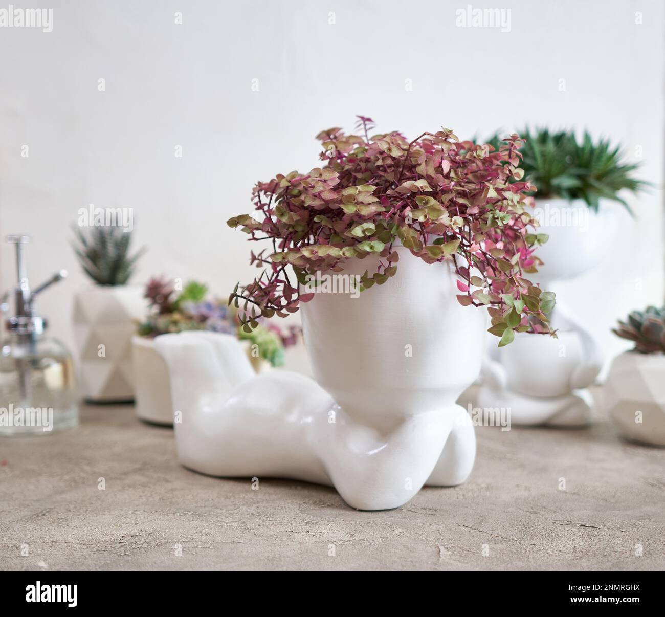 Potted House plant in white ceramic human like pot Stock Photo - Alamy