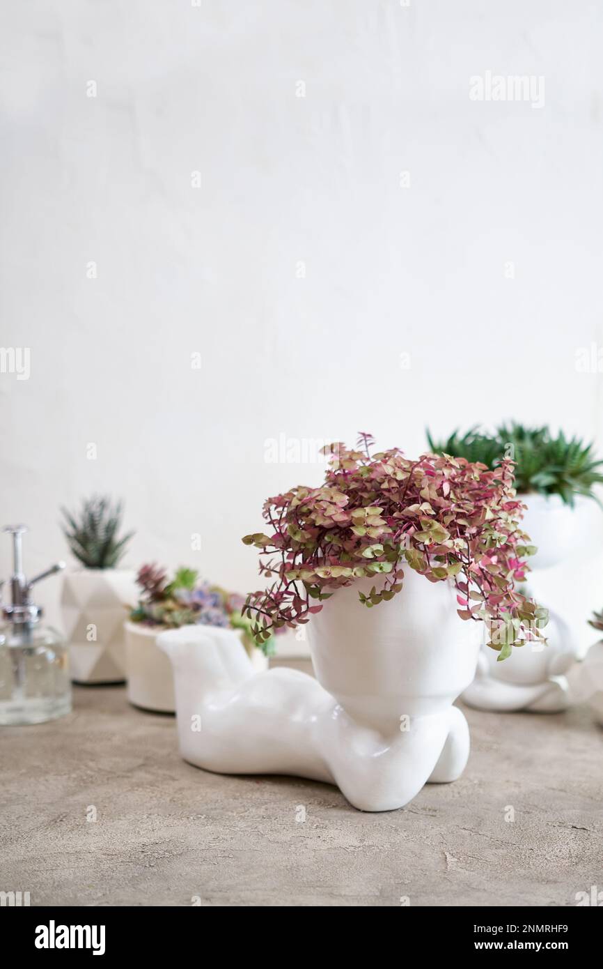 Potted House plant in white ceramic human like pot Stock Photo - Alamy