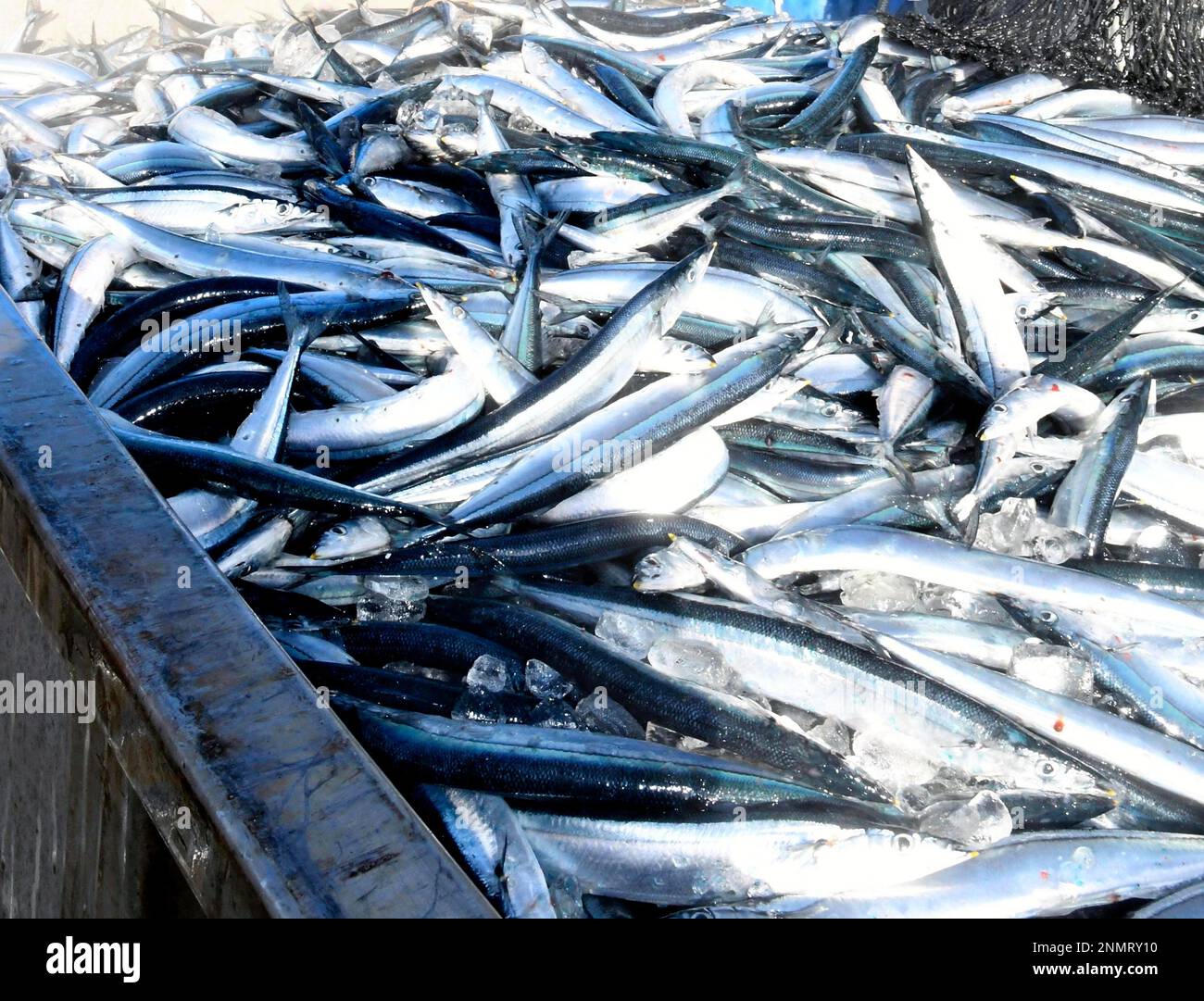 First catch of saury are landed at Hanasaki Port, Nemuro, Hokkaido on ...