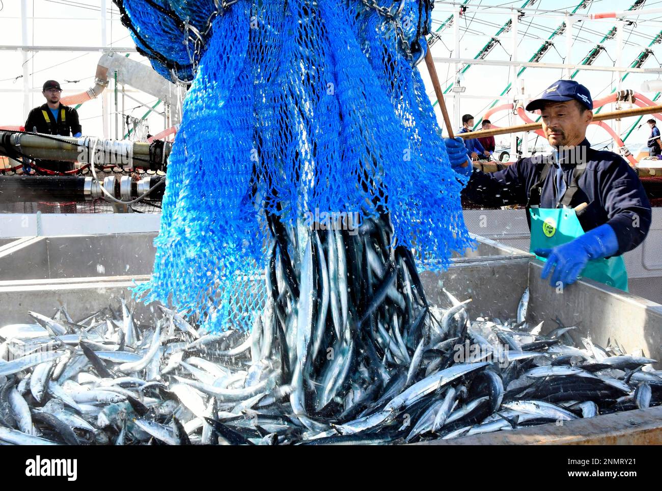 Fishermen land first catch of saury at Hanasaki Port, Nemuro, Hokkaido ...