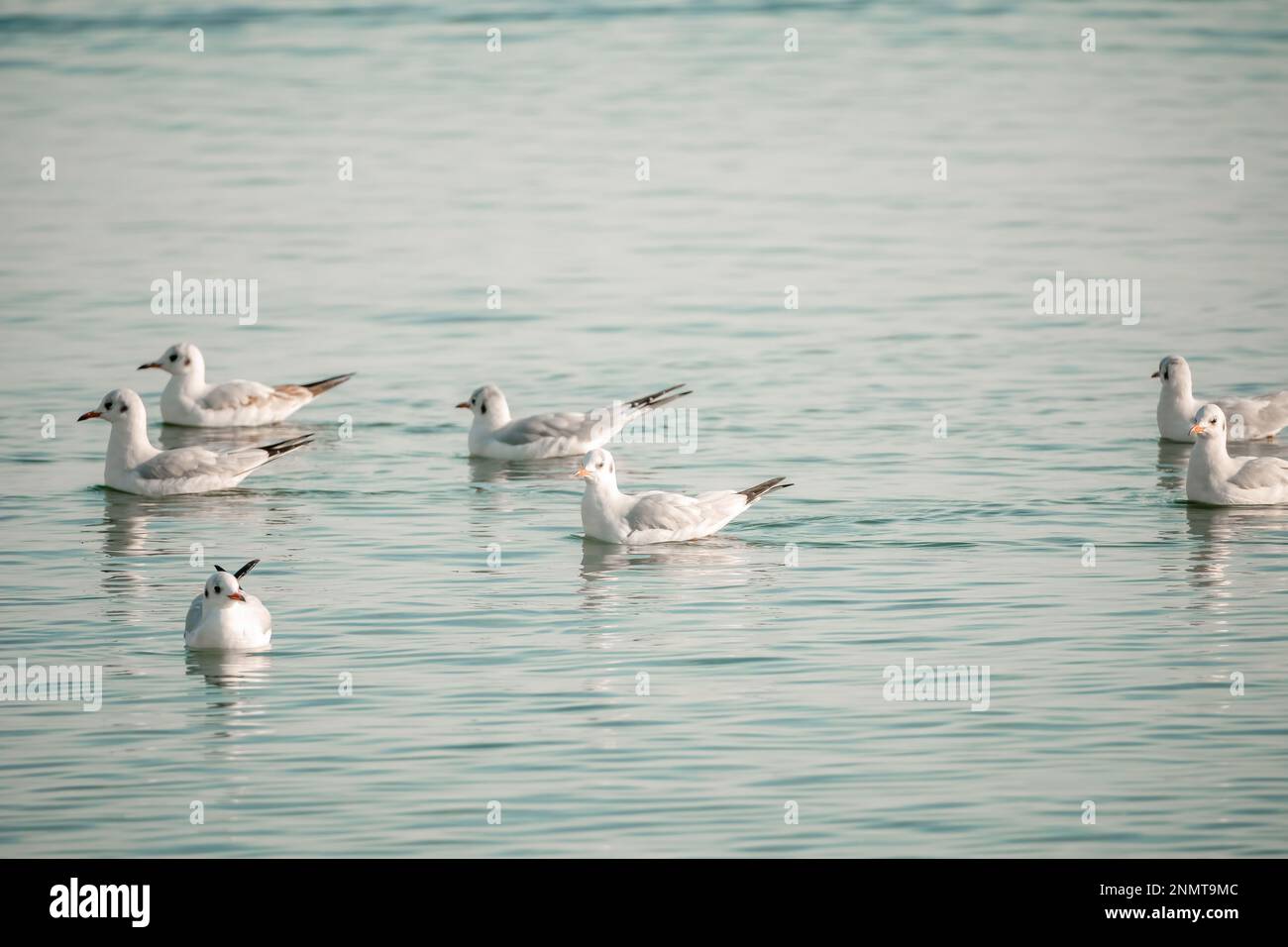 A flock of seagulls fly, fishing and swim in the sea. Warm sunset sky ...