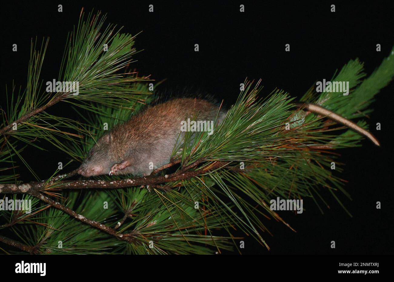 Ryukyu rat is pictured in Kunigami Village, Okinawa prefecture on June ...