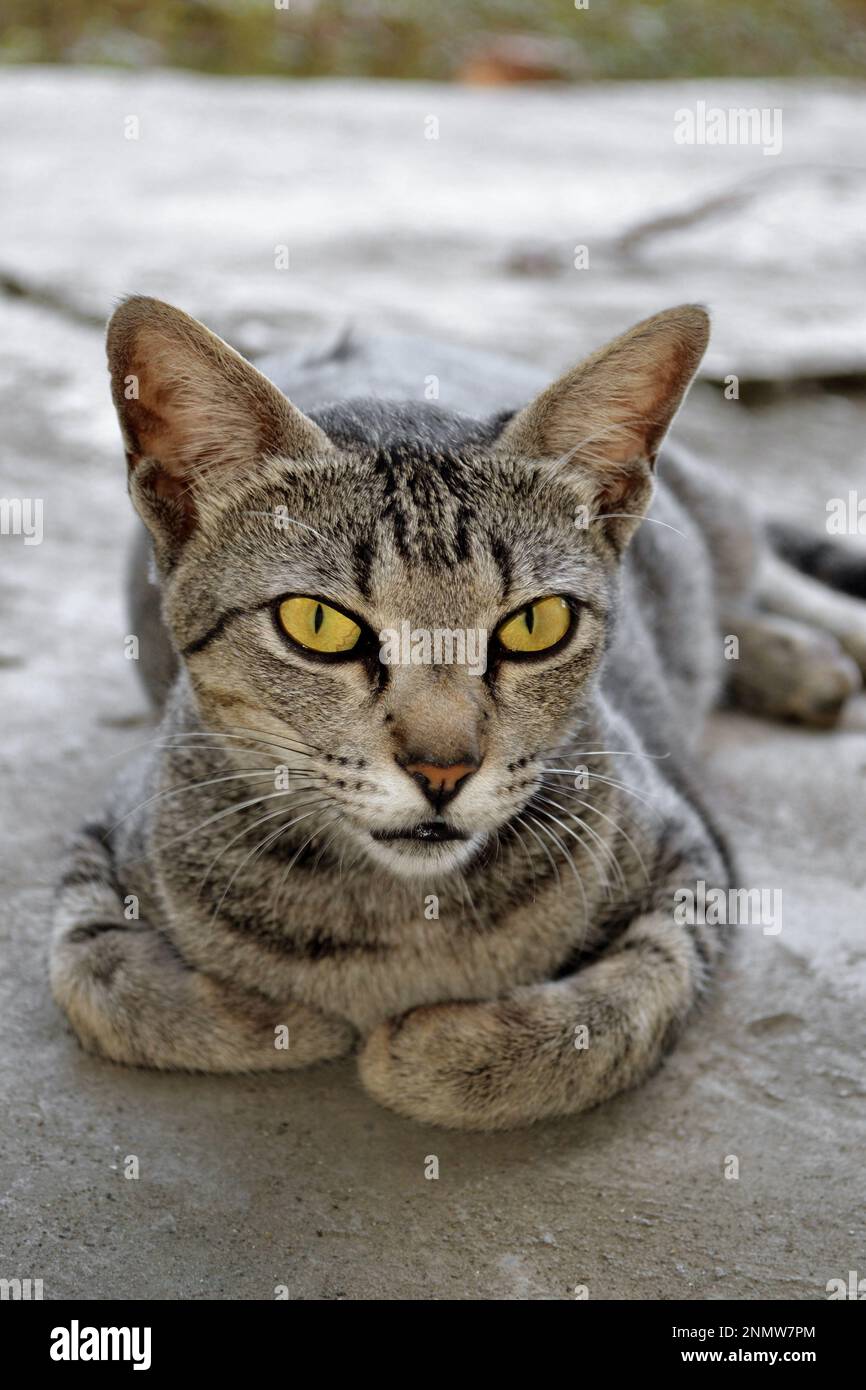 Her majesty the cat relaxing and staring with sharp eyes Stock Photo ...
