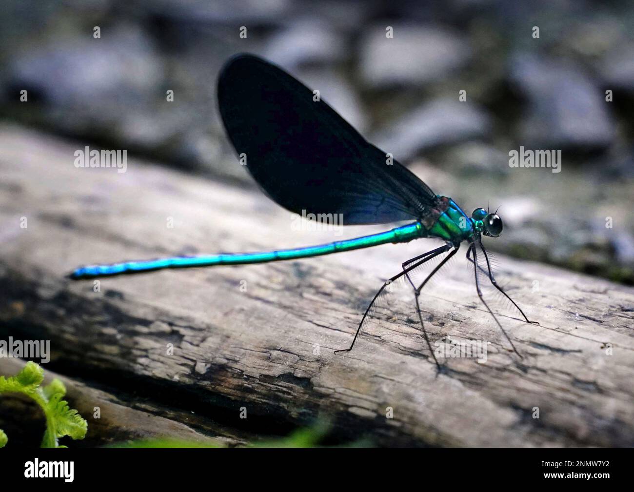 Matrona basilaris japonica Foerster is pictured in Yamato Village on ...