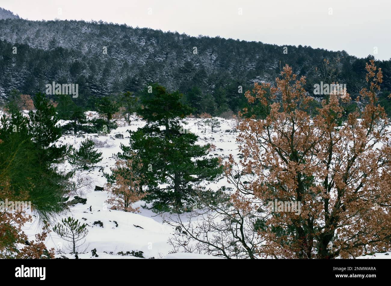pine forest of Pinus Nigra Laricio in winter landscape of Etna National ...
