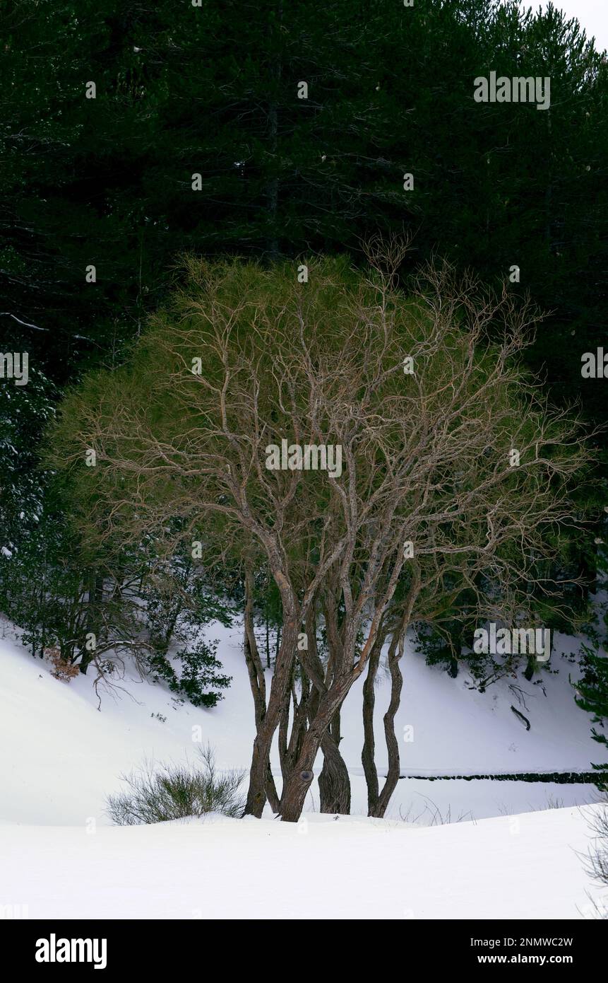Mount Etna Broom tree in winter Etna National Park, Sicily, Italy Stock ...