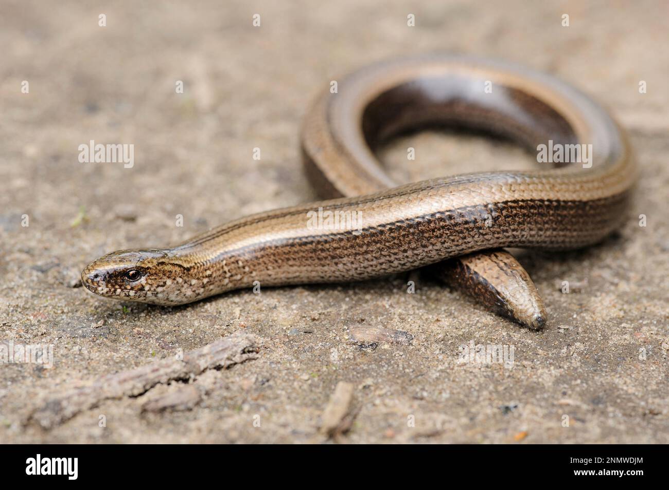 Rare animal, legless shiny harmless lizard slow worm on the ground ...