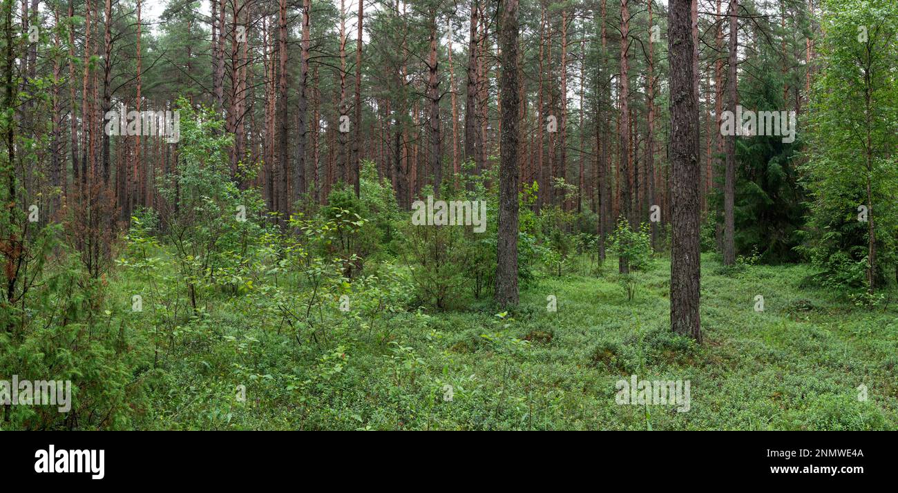 Dense naturally wild pine forest, panorama, large trees, bushes and ...