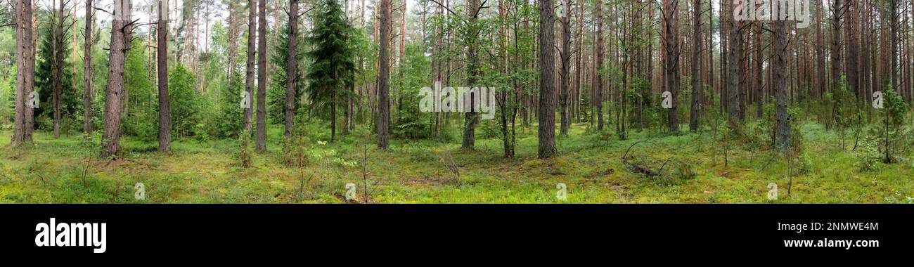Dense naturally wild pine forest, panorama, large trees, bushes and ...