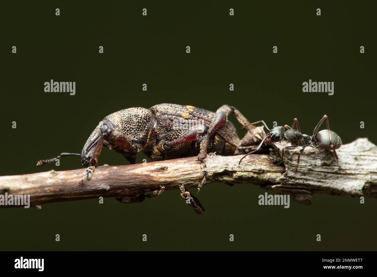 Beetle Large pine weevil (Hylobius abietis) on a dry branch and silky ...