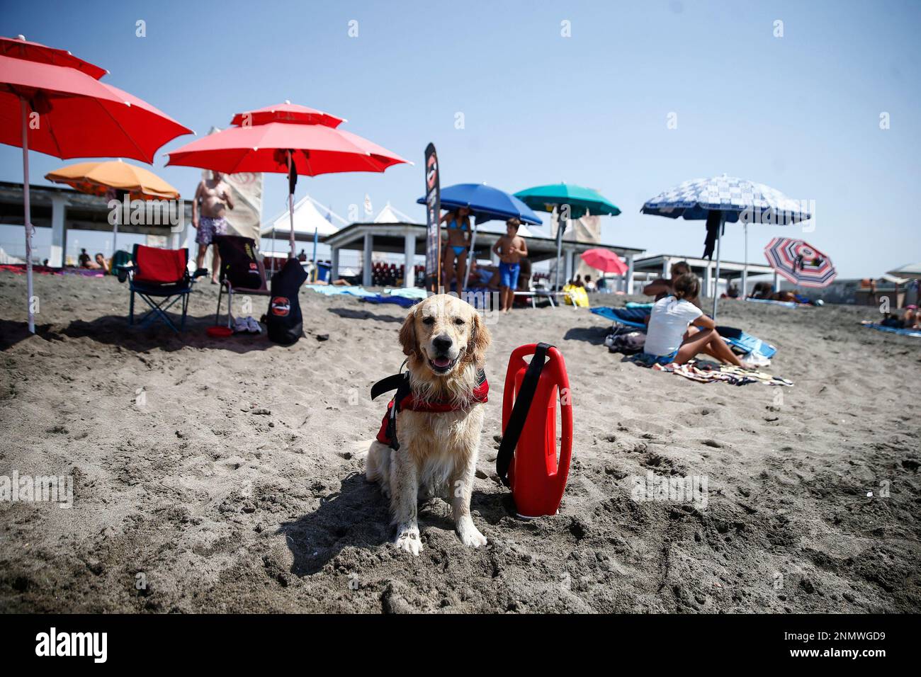 A lifeguard dog sits on the beach in Ostia, in the outskirts of Rome ...