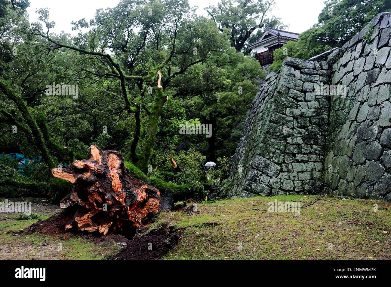 A giant tree collapses due to a rain storm at Kumamoto Castle, Kumamoto ...