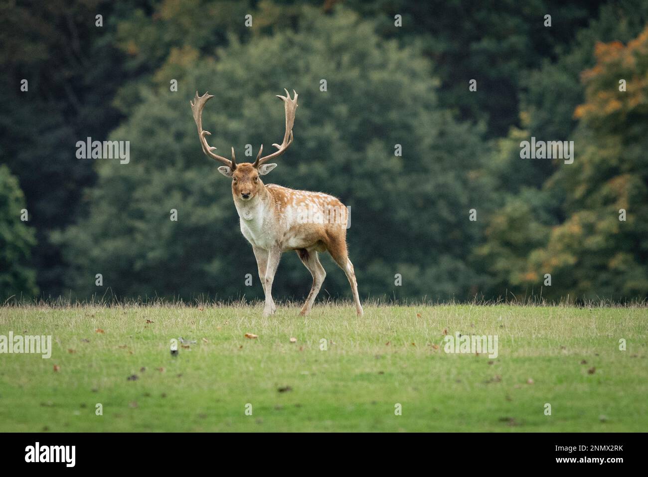 A fallow deer buck standing facing the camera against a natural ...