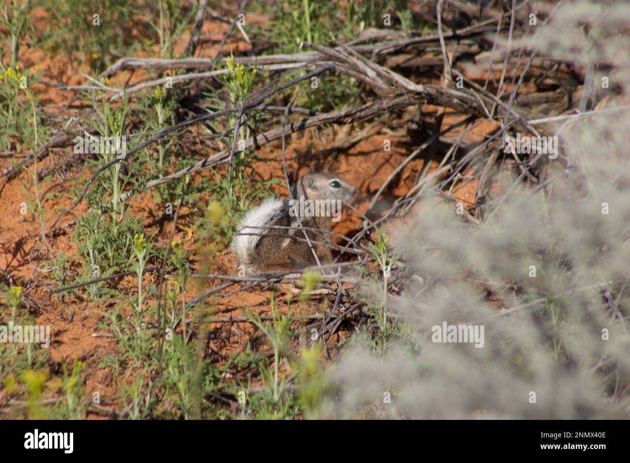Plants and Rock Formations of the Utah - Saint George area Stock Photo ...