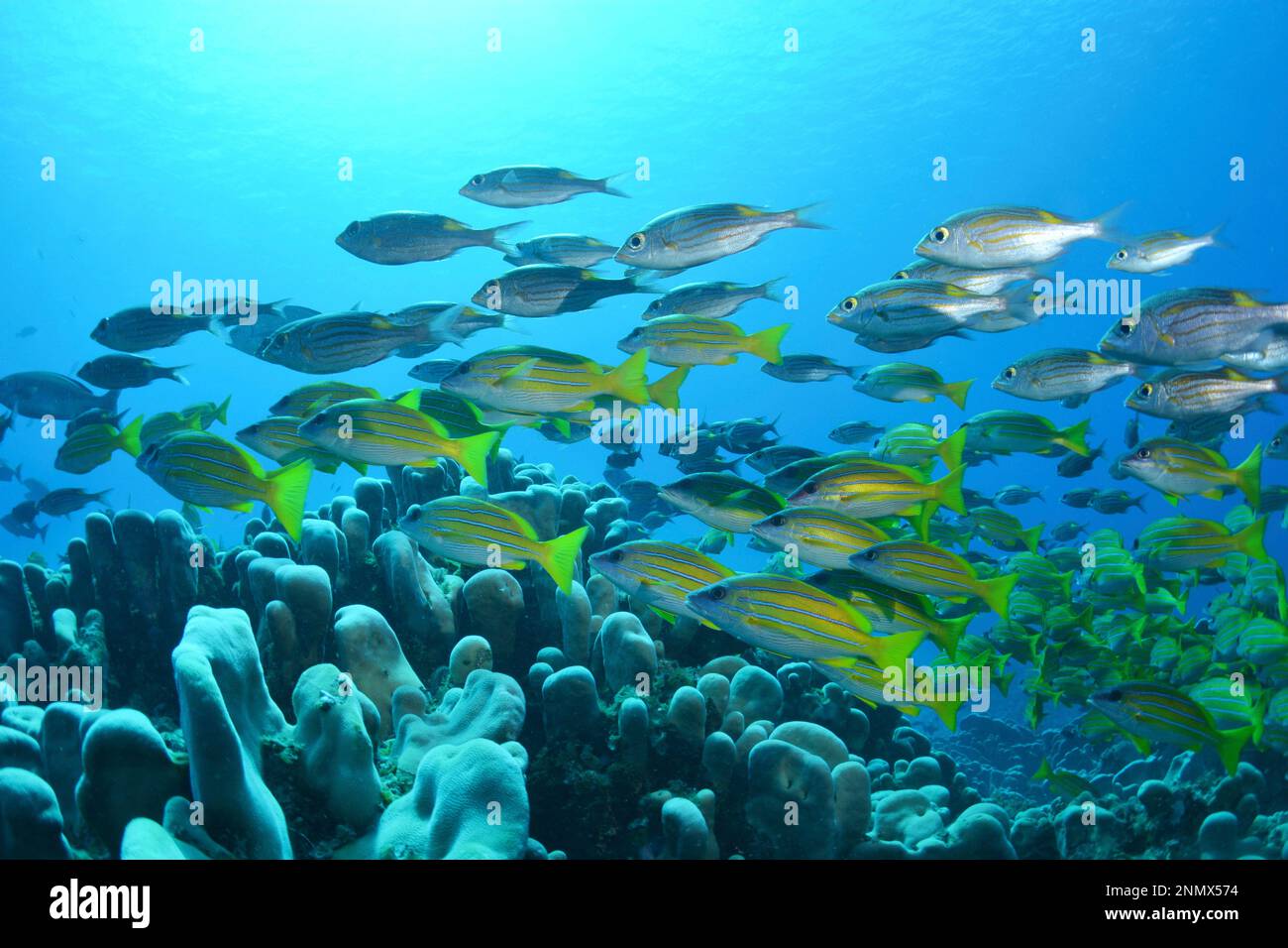 A picture taken on July 17, 2021 shows Common bluestripe snappers ...