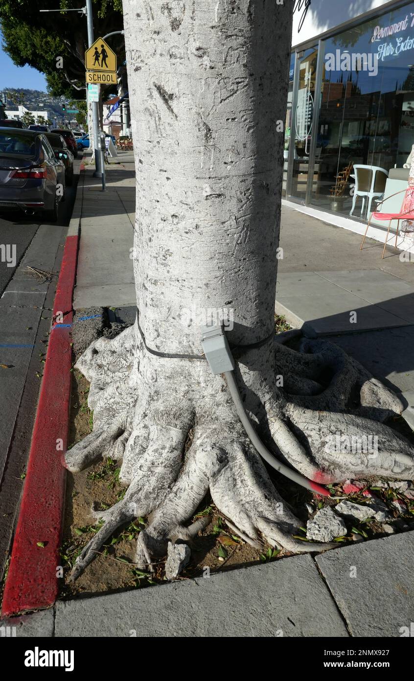 Beverly Hills, California, USA 15th February 2023 Ficus Trees being cut ...
