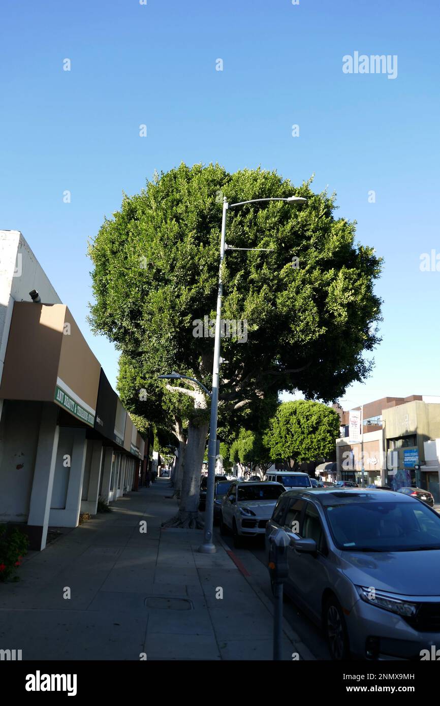 Beverly Hills, California, USA 15th February 2023 Ficus Trees being cut ...