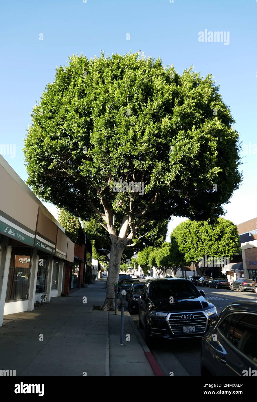 Beverly Hills, California, USA 15th February 2023 Ficus Trees being cut ...