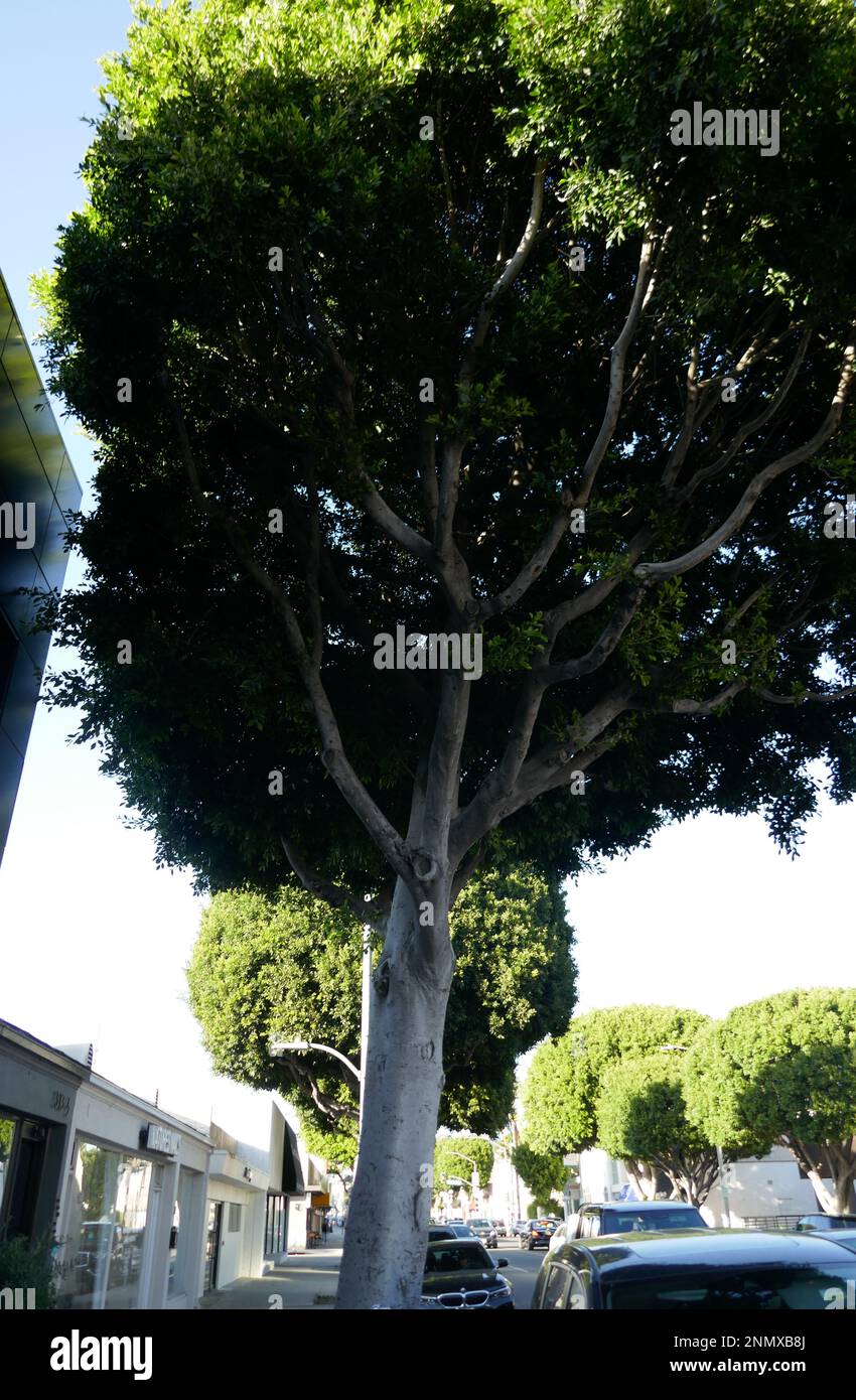 Beverly Hills, California, USA 15th February 2023 Ficus Trees being cut ...