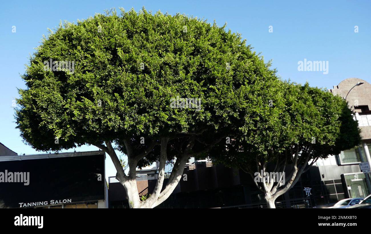 Beverly Hills, California, USA 15th February 2023 Ficus Trees being cut ...