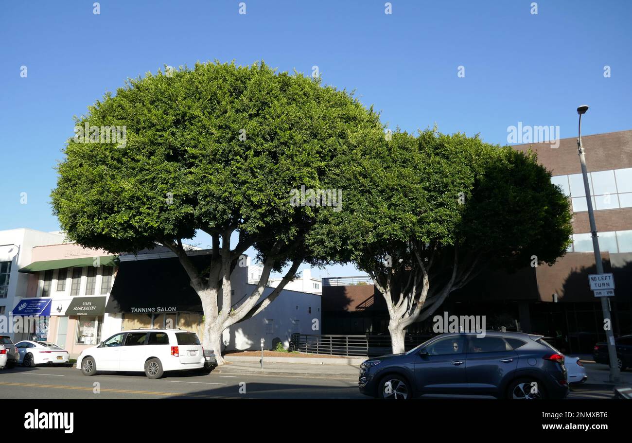 Beverly Hills, California, USA 15th February 2023 Ficus Trees being cut ...