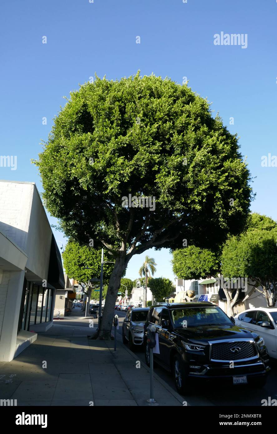 Beverly Hills, California, USA 15th February 2023 Ficus Trees being cut ...
