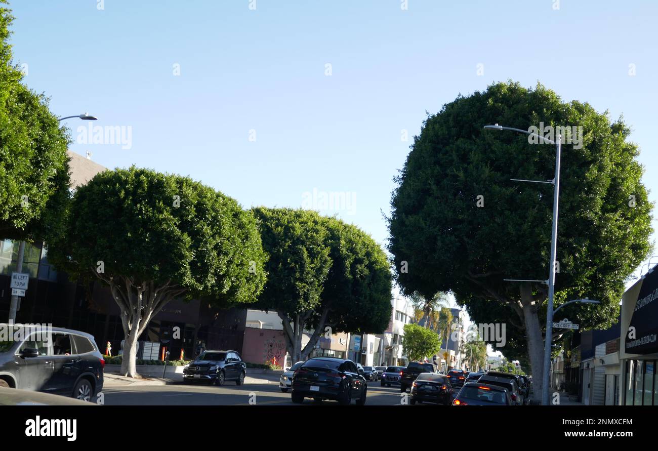 Beverly Hills, California, USA 15th February 2023 Ficus Trees being cut ...