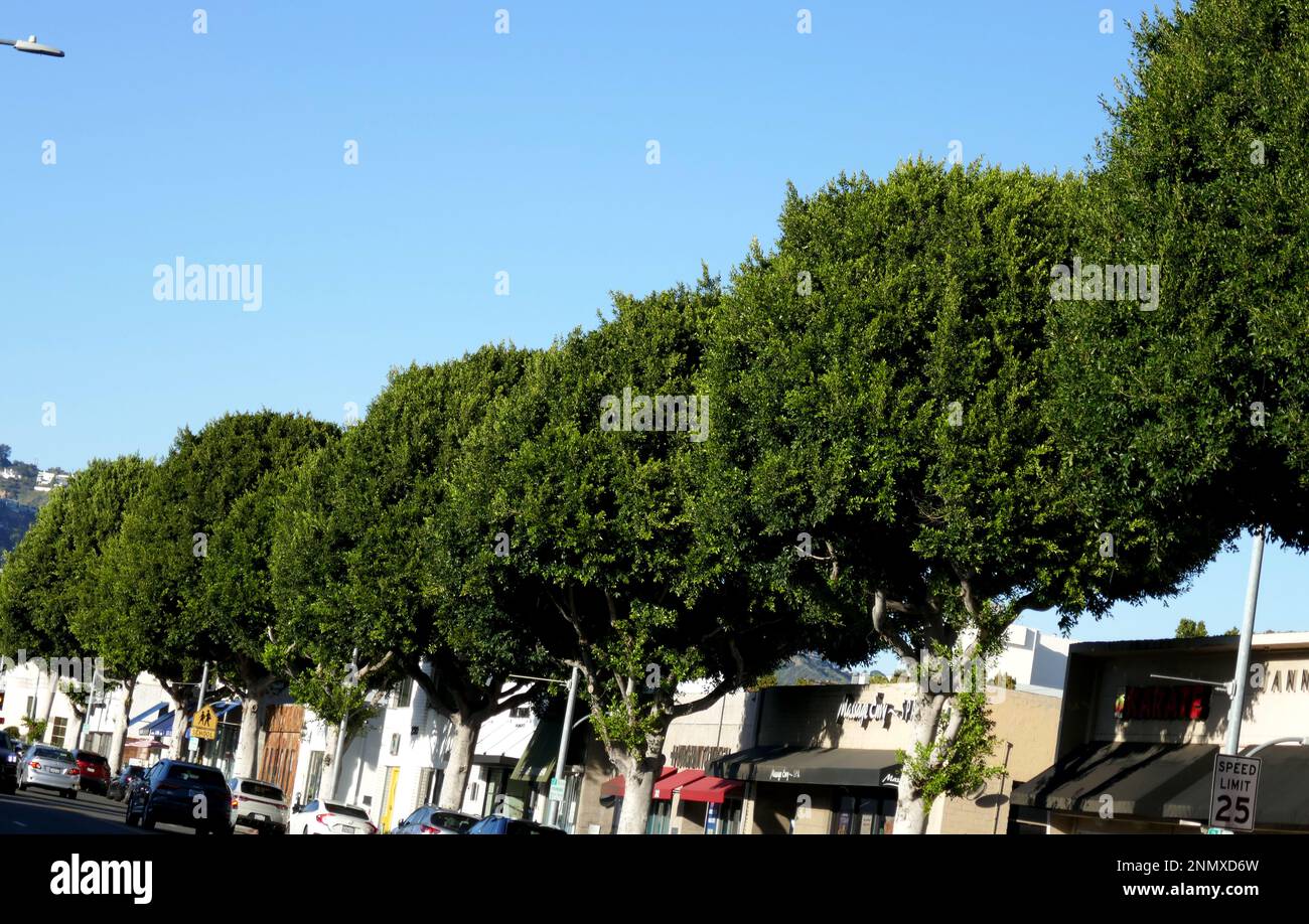 Beverly Hills, California, USA 15th February 2023 Ficus Trees being cut ...