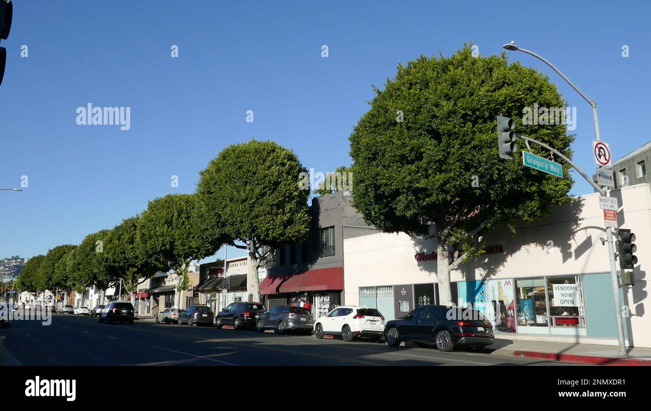 Beverly Hills, California, USA 15th February 2023 Ficus Trees being cut ...