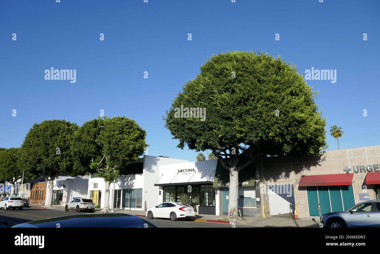 Beverly Hills, California, USA 15th February 2023 Ficus Trees being cut ...