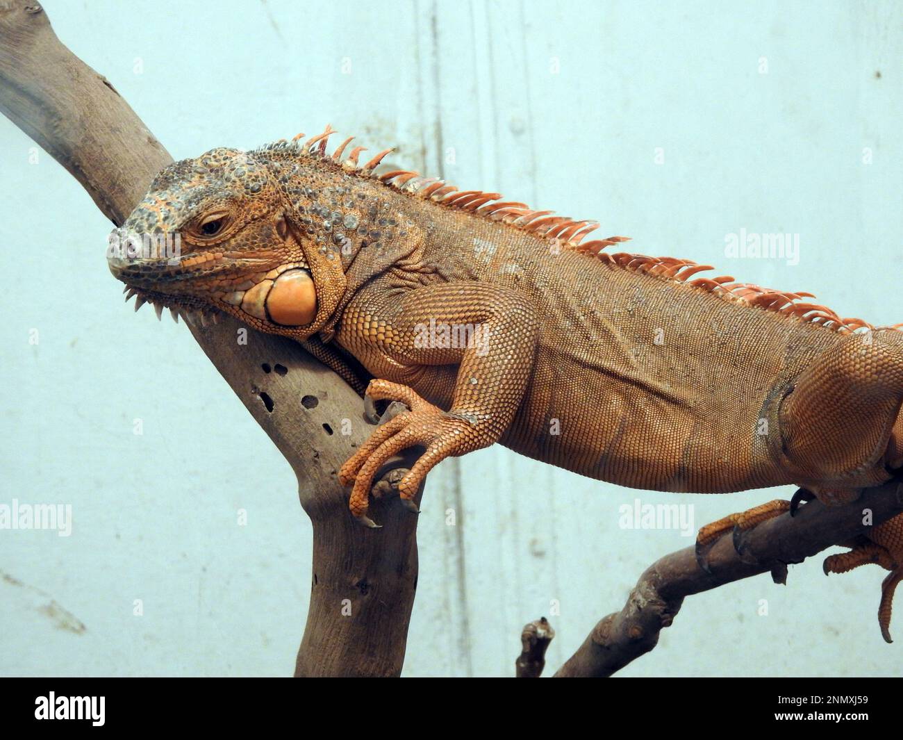 The green iguana, also known as the American iguana or the common green ...