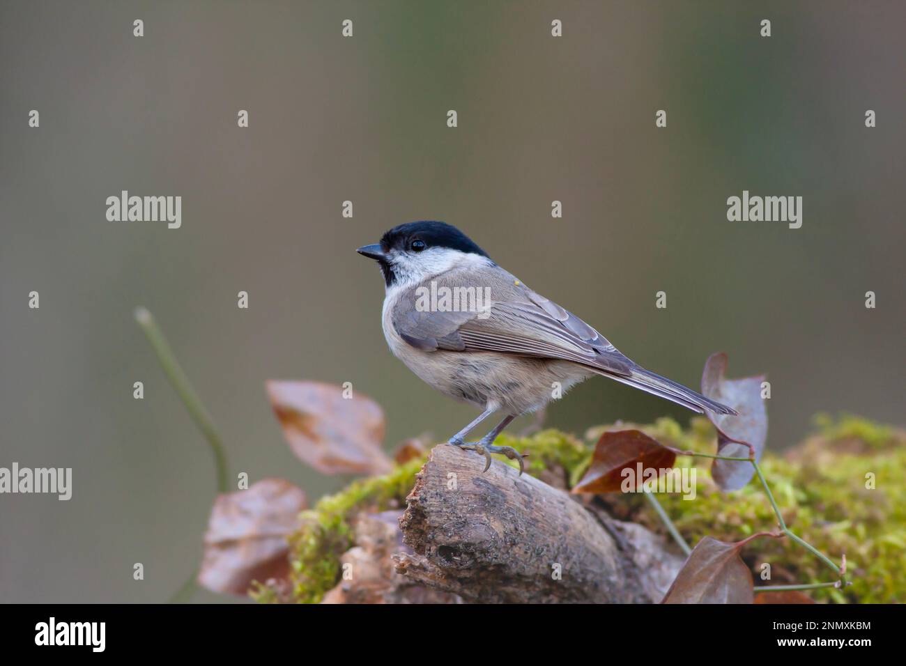 very tiny delicate bird on a single branch, Marsh Tit, Poecile ...
