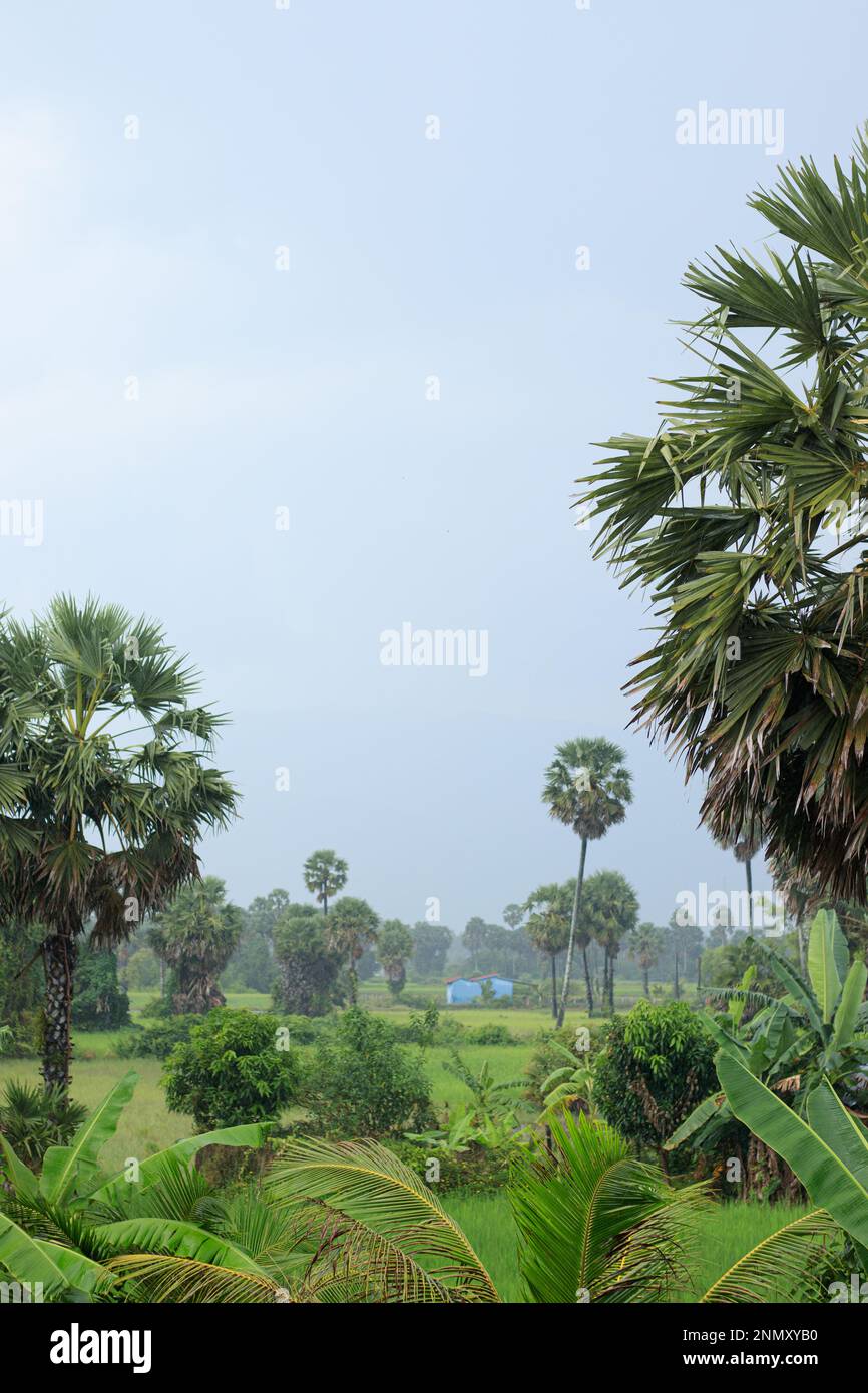 Vertical shot of the relaxing misty scene of the rural countryside of ...