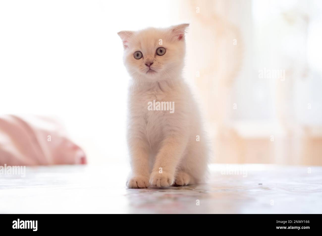 white fluffy kitten with blue eyes posing indoors.Cute tabby Scottish ...