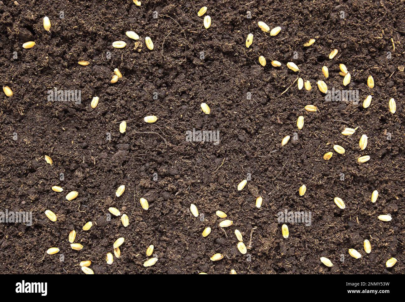 Abstract background. Surface of black fertile land for agriculture with ...