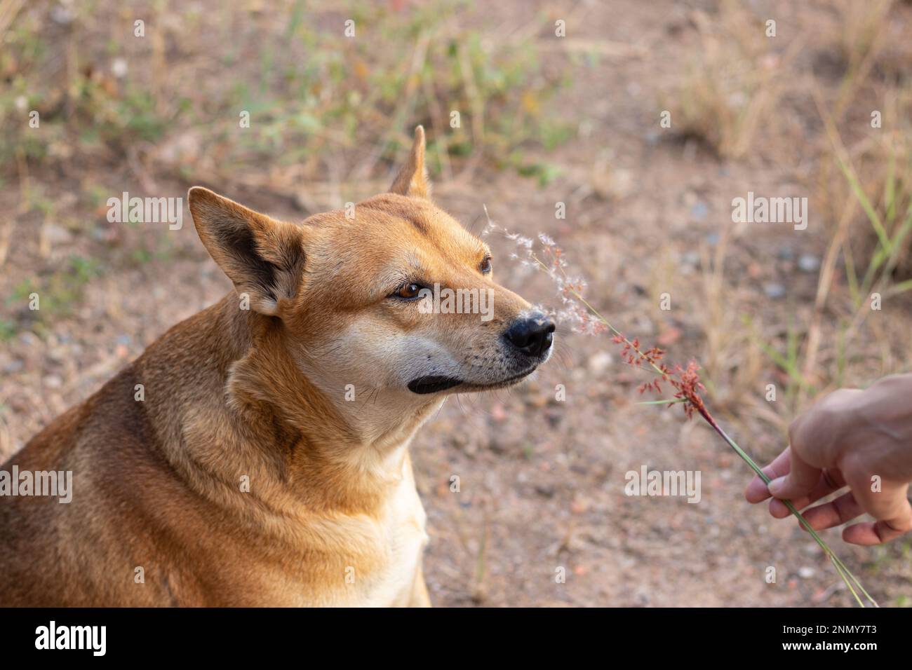 A brown happy dog with his owner enjoying the morning warmth of ...