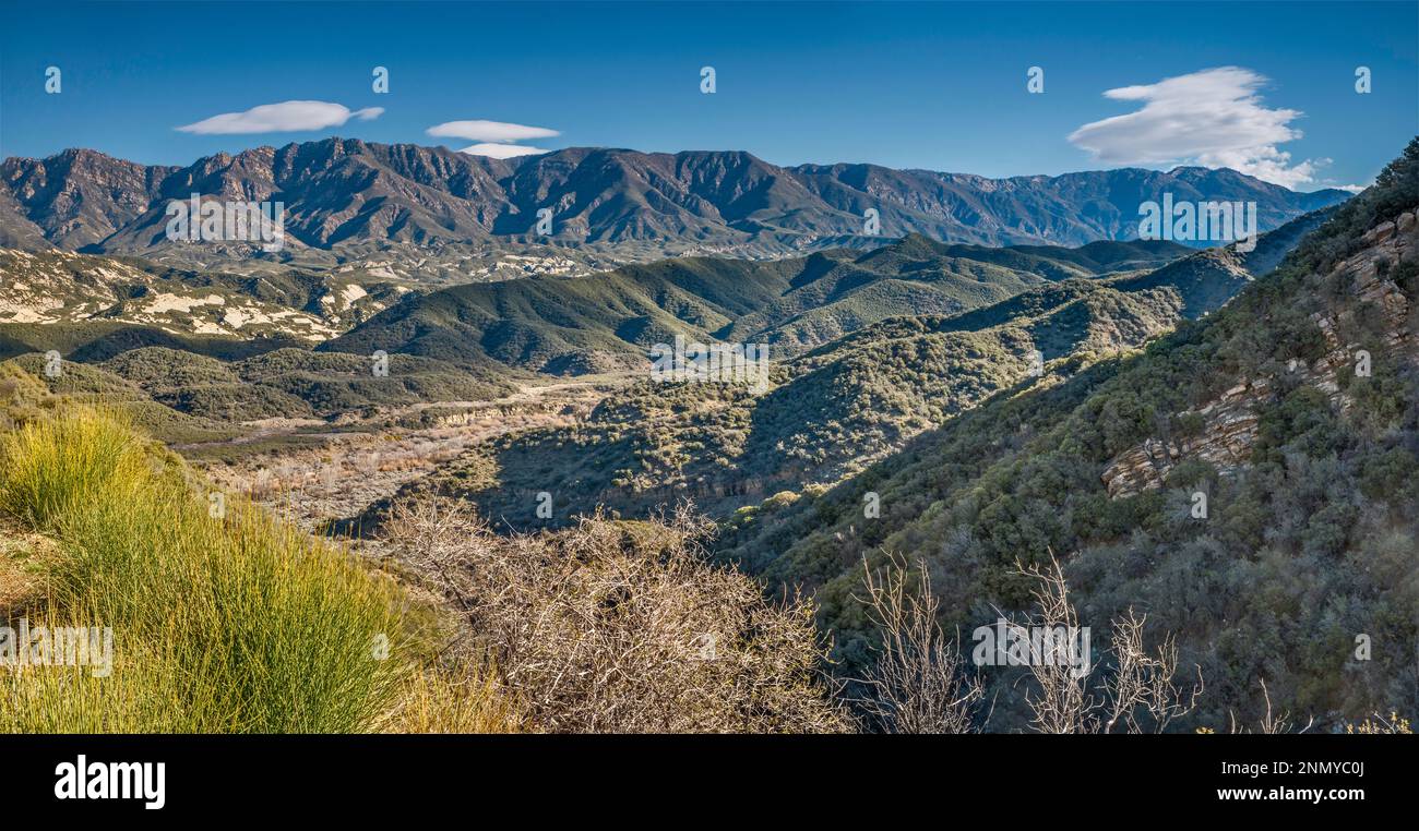 Pine Mountain massif, chaparral zone, roadside shrub, Maricopa Highway ...