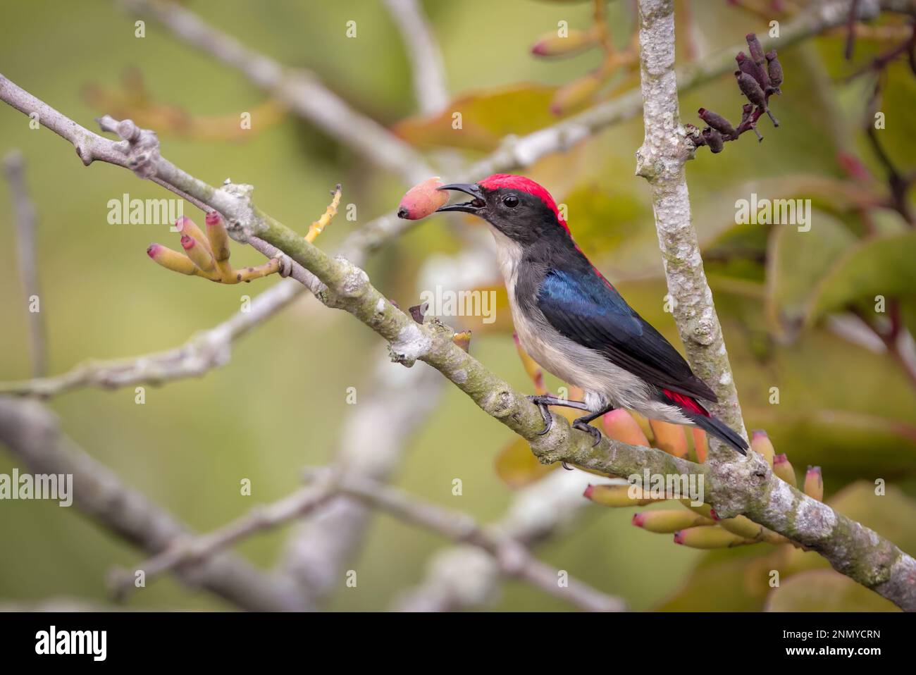 scarlet-backed flowerpecker is a species of passerine bird in the ...