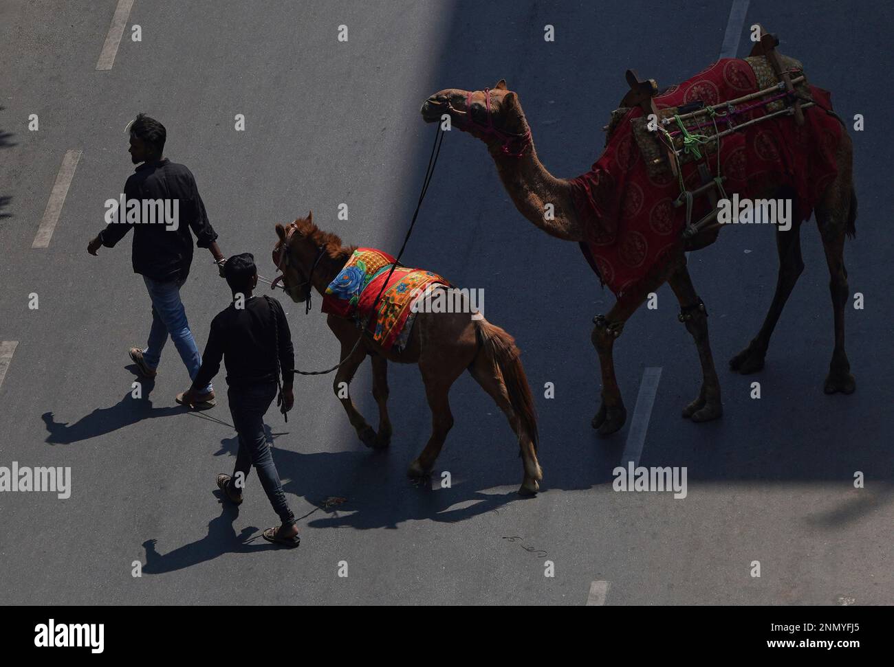 A camel and a horse are led by men as cross a street in Hyderabad ...