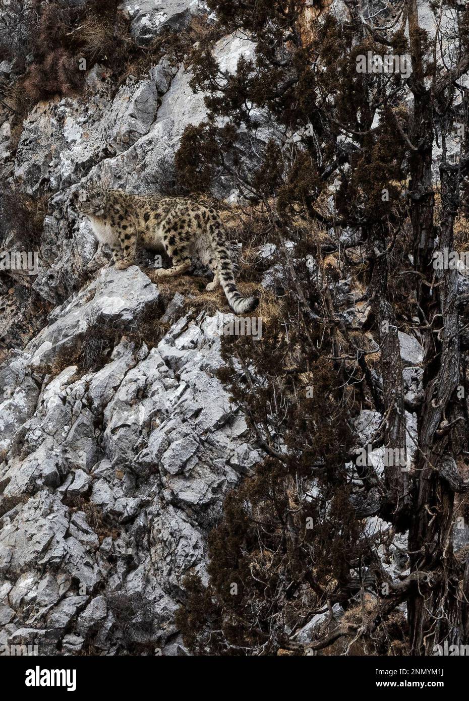 Leopard gecho hi-res stock photography and images - Alamy