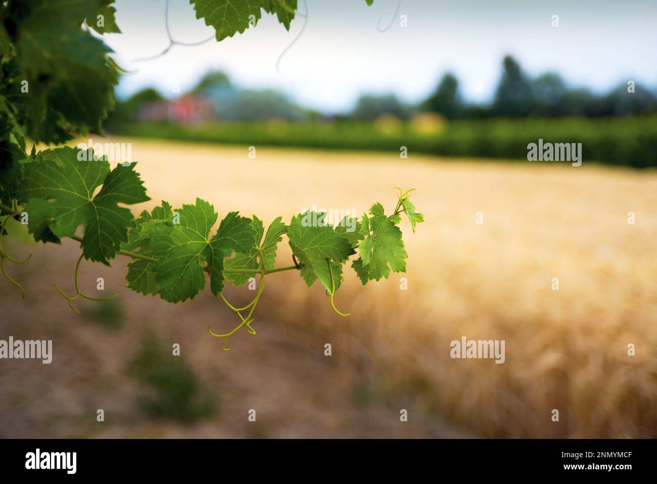 Vine against yellow field Stock Photo - Alamy