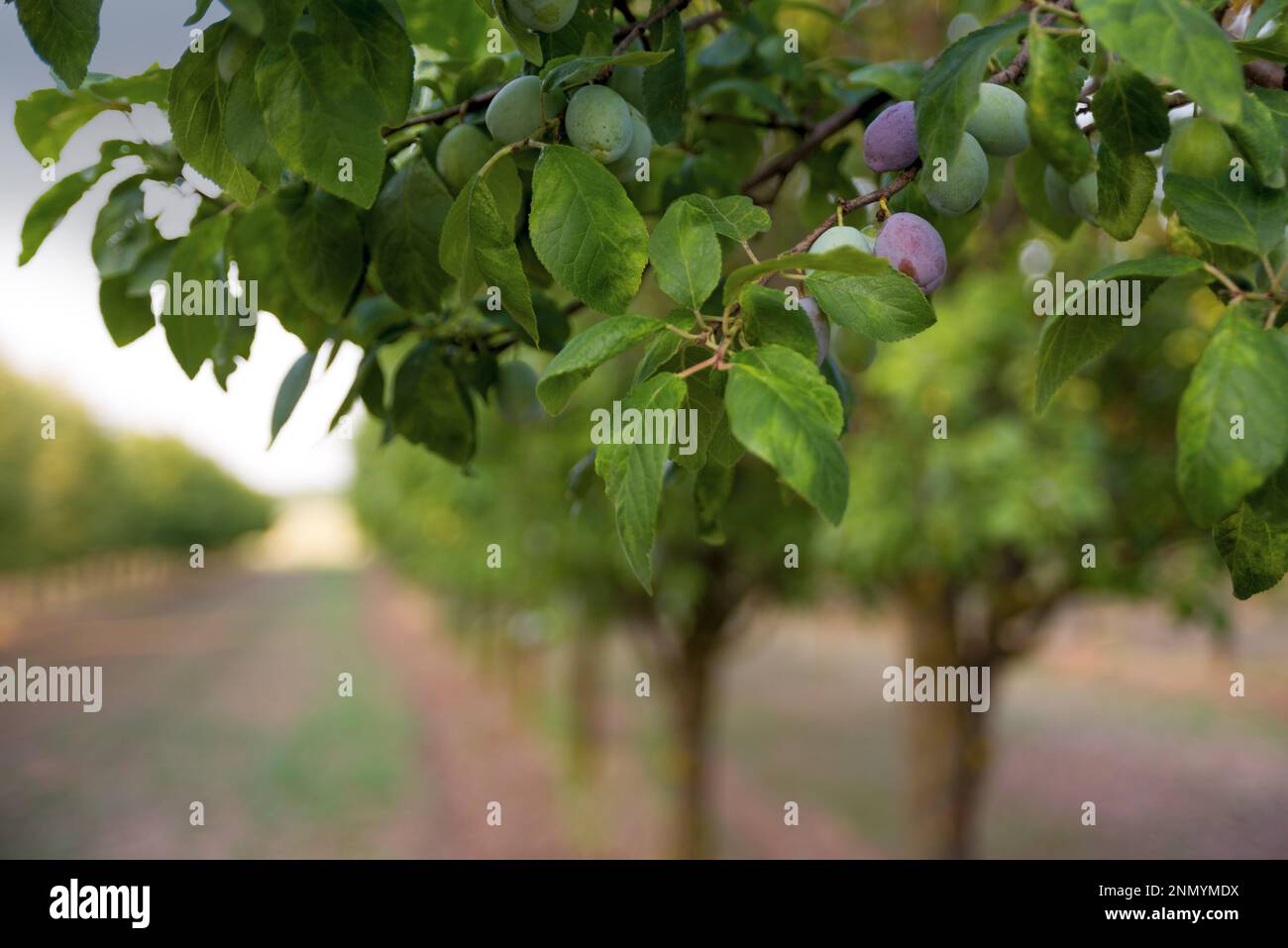 Plums on a tree in the Orchard Stock Photo - Alamy